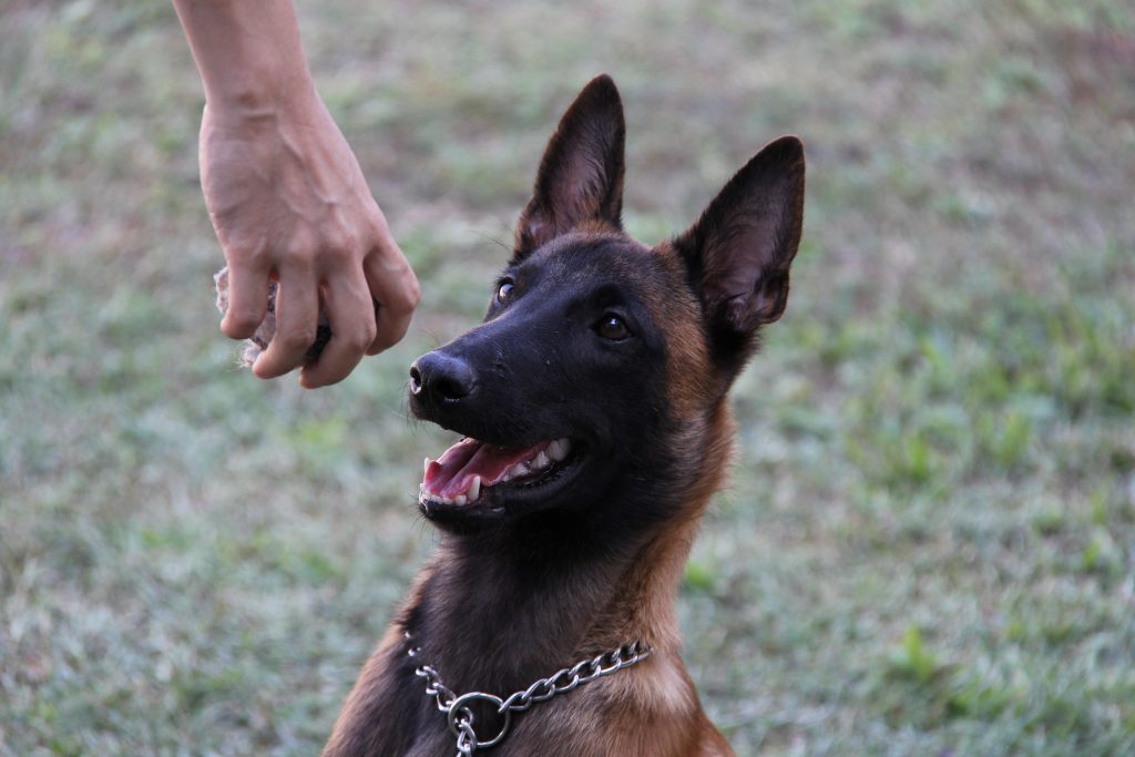 Positive Dog Training: What is it, and Why and How You Should Use it ...